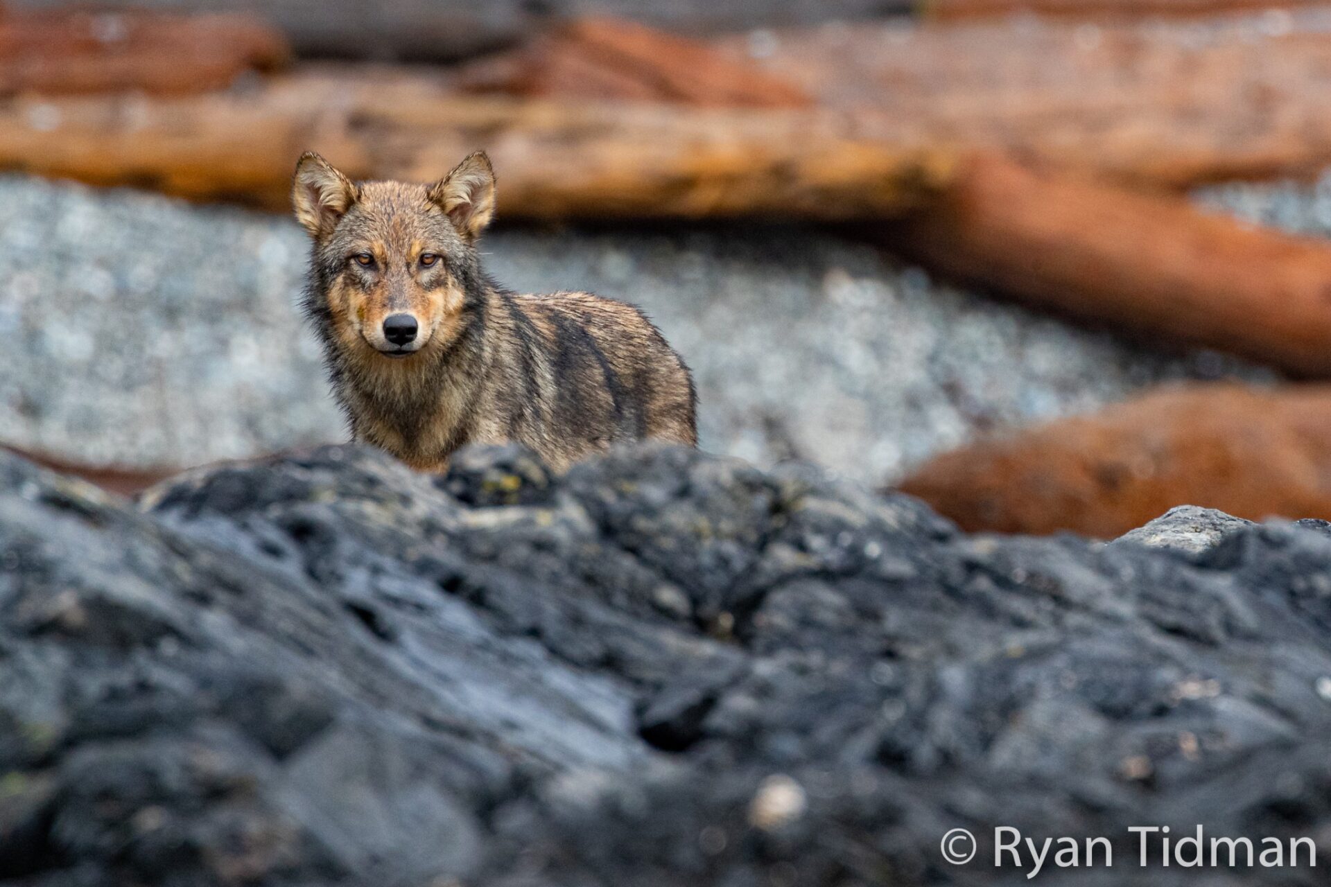 The Wolves of the West Coast | Tofino Resort + Marina